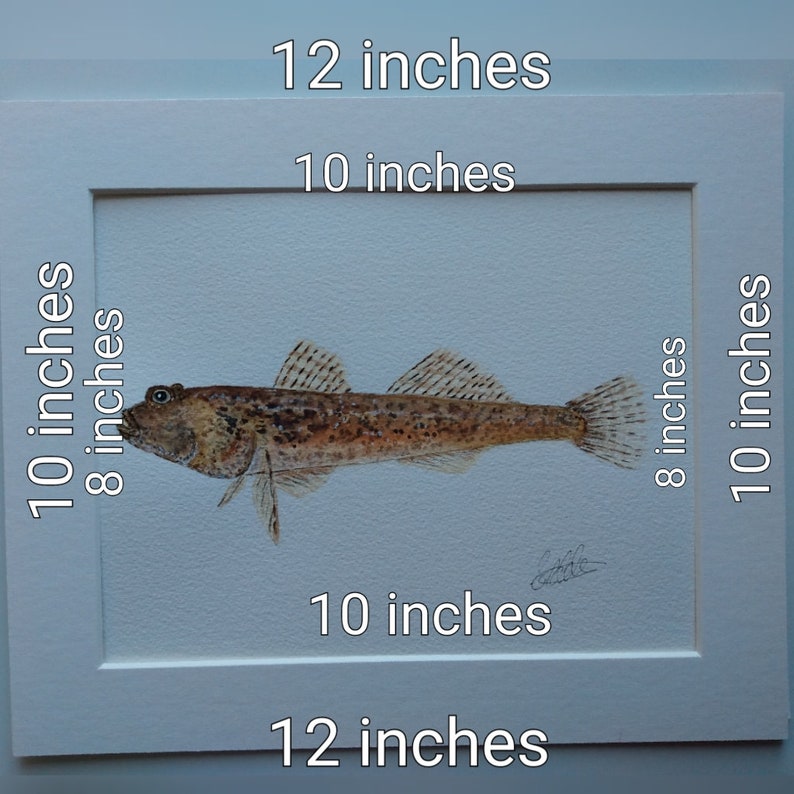 Common Goby Original Watercolour Mounted 10x12 - Etsy