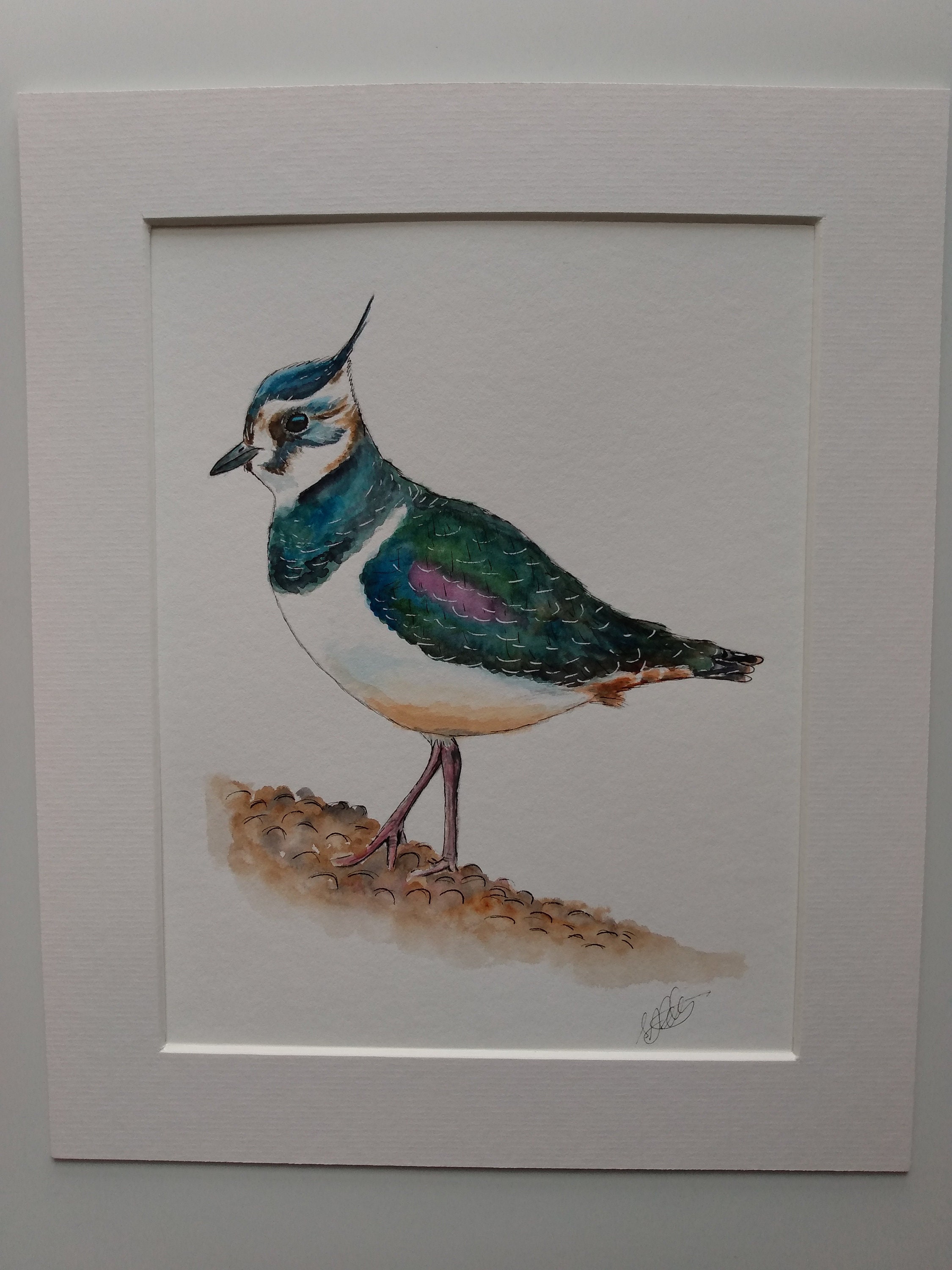 Lapwing Original Watercolour Mounted 10x12 - Etsy