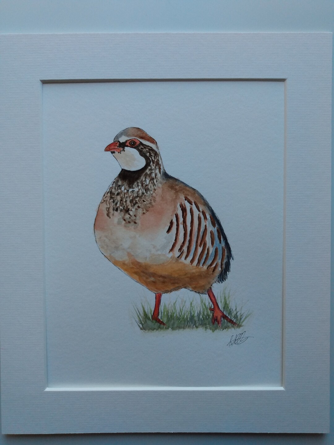 Red Legged Partridge Original Watercolour Mounted 10x12 - Etsy