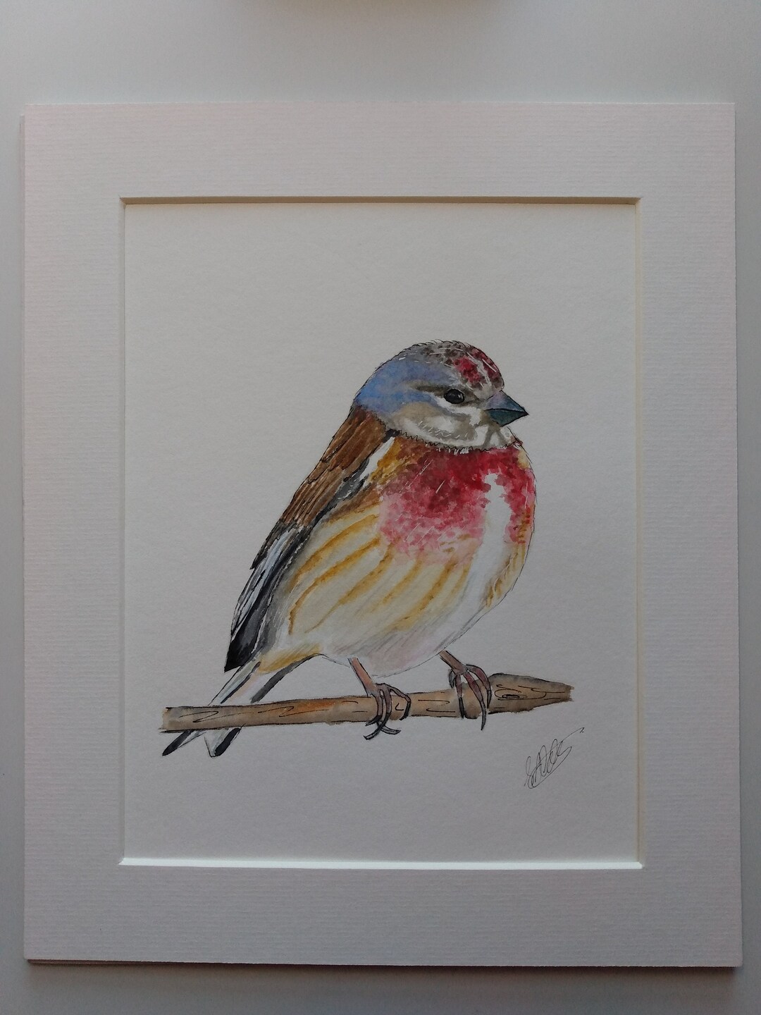 Common Linnet Original Watercolour Mounted 10x12 - Etsy