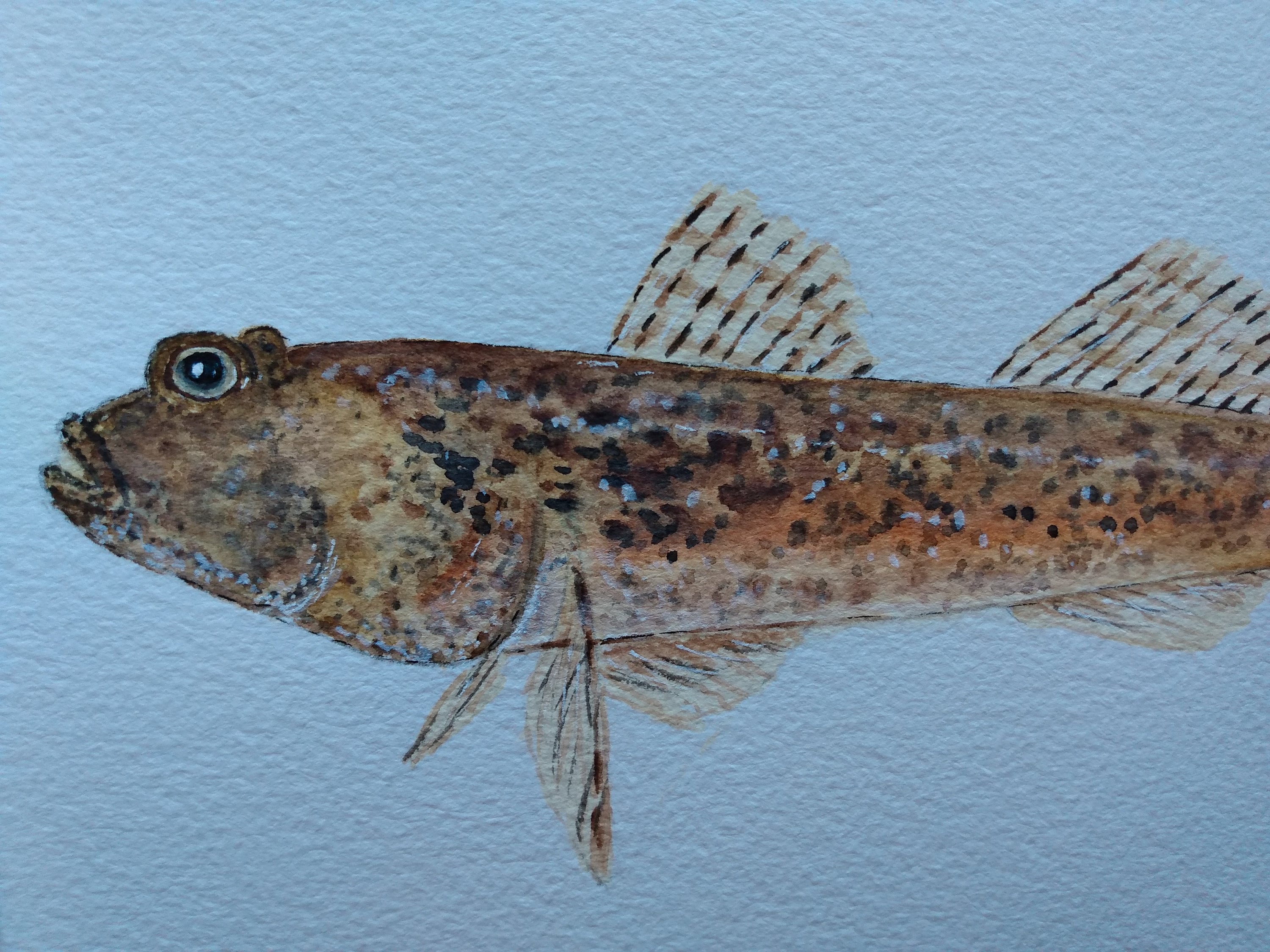 Common Goby Original Watercolour Mounted 10x12 - Etsy