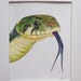Grass-snake Original Watercolour Mounted 10x12 - Etsy