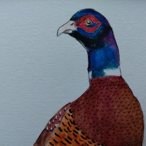 Pheasant Original Watercolour Mounted 10x12 - Etsy