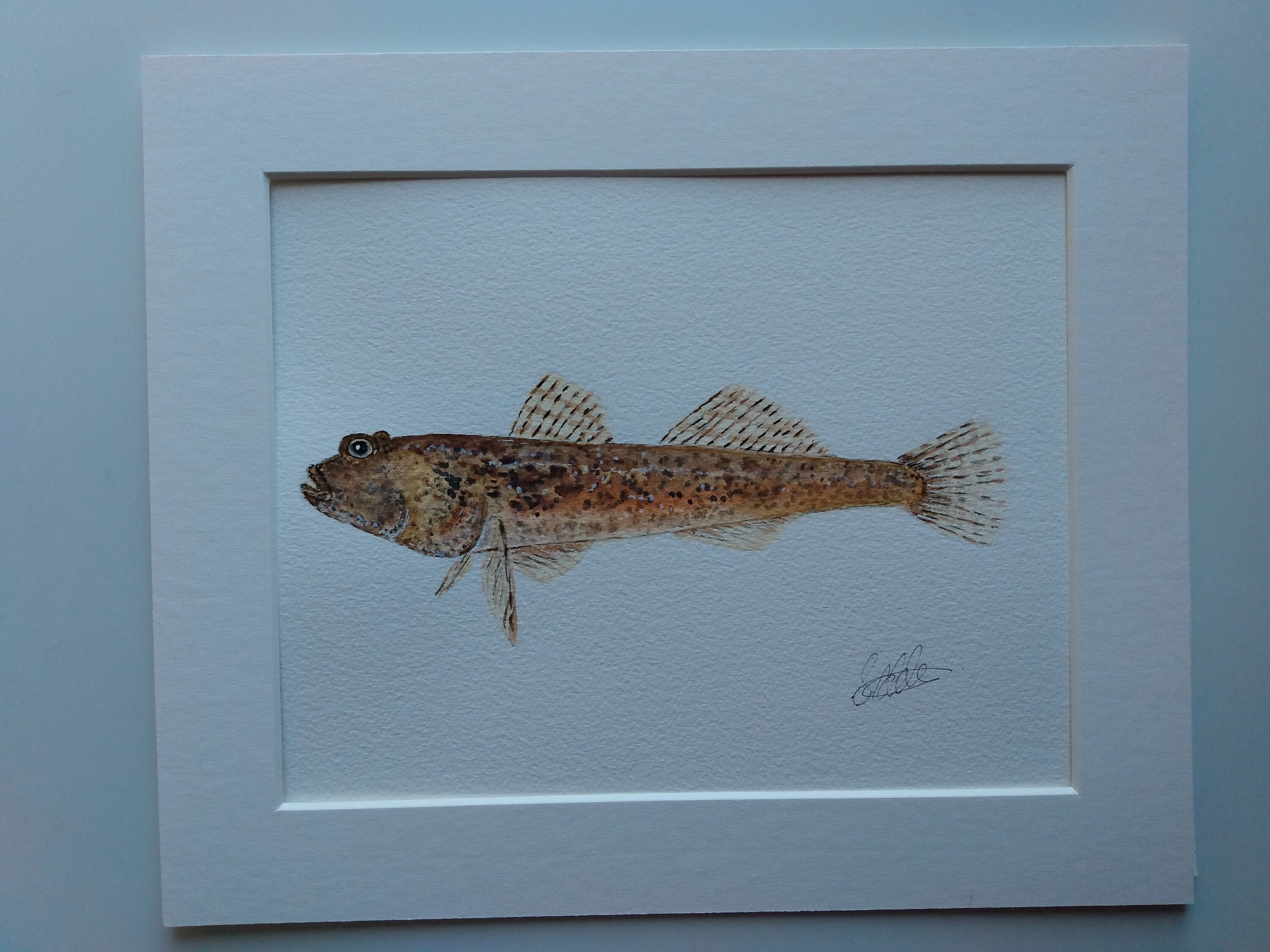 Common Goby Original Watercolour Mounted 10x12 - Etsy