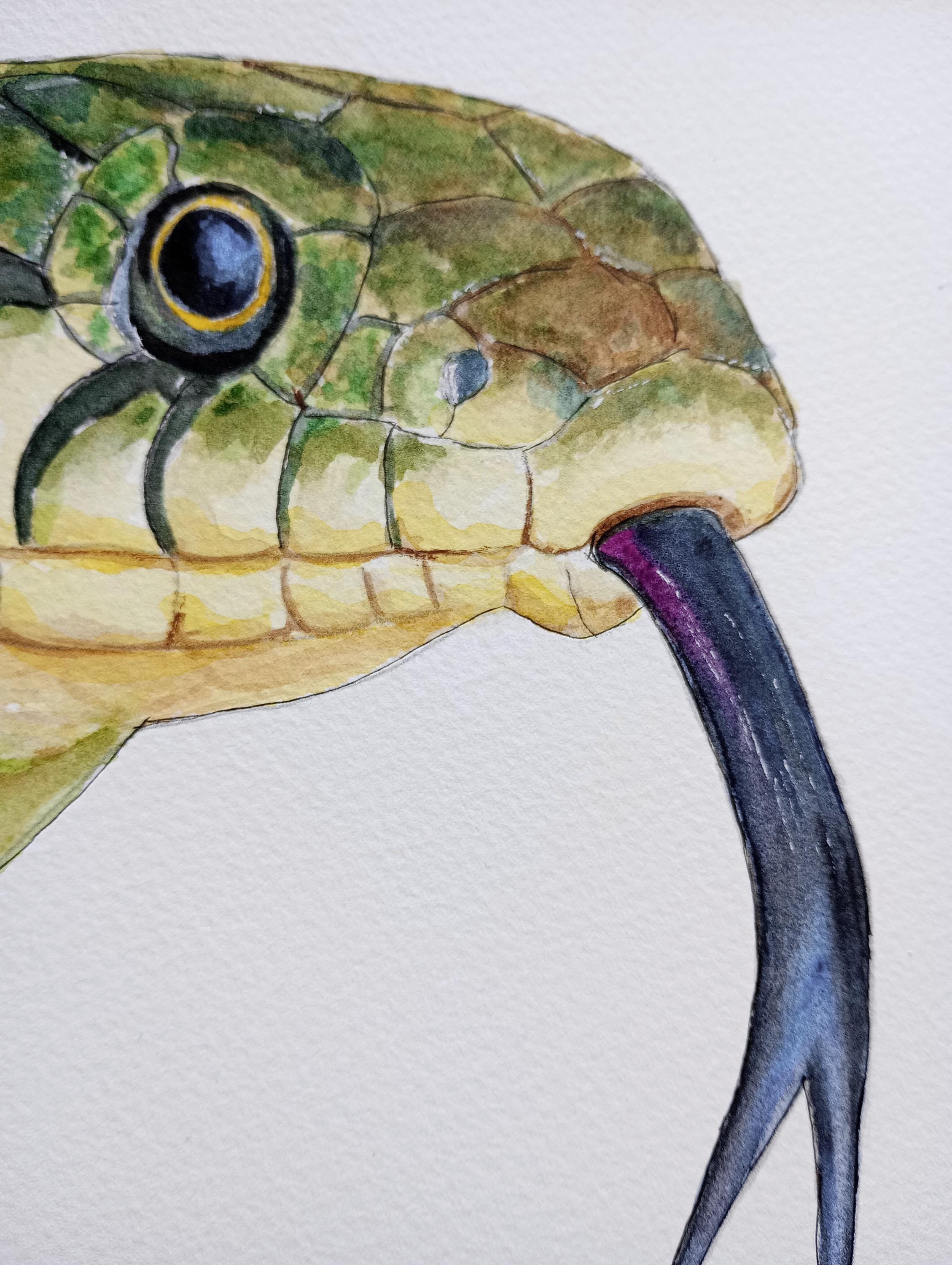 Grass-snake Original Watercolour Mounted 10x12 - Etsy