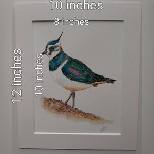 Lapwing Original Watercolour Mounted 10x12 - Etsy