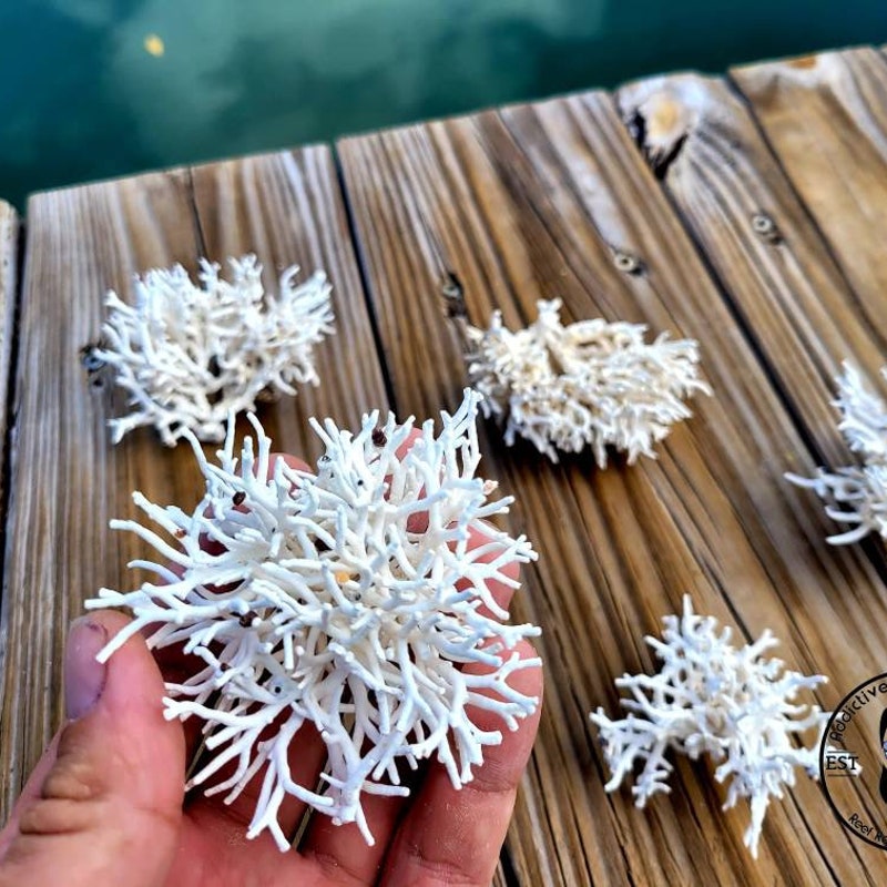 Dried Coral - Etsy
