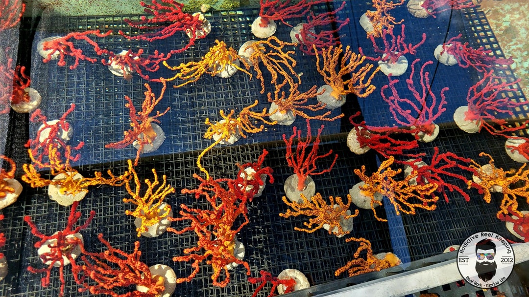 Small Red Finger Gorgonian 4 to 5 Colorful Sea Rod - Etsy