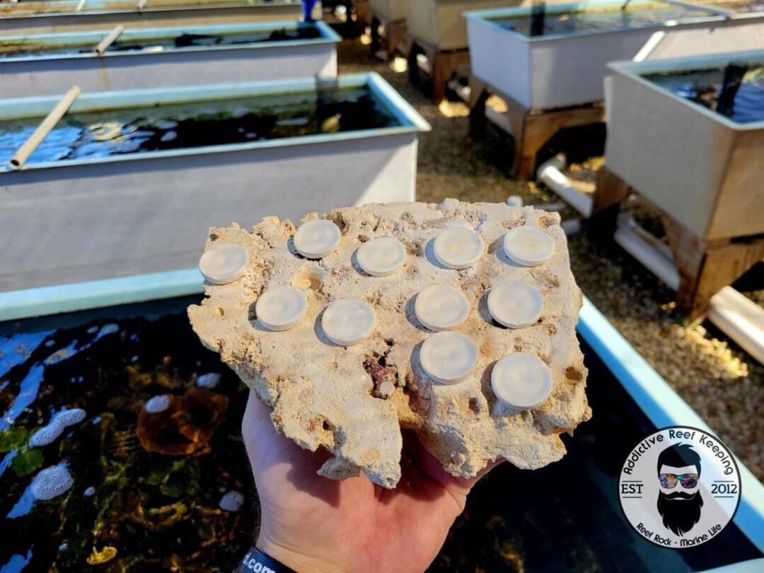 ARK Frag Shelf Rock- 10 Frag Holes- 6"× 9"- 1" Thick - Etsy