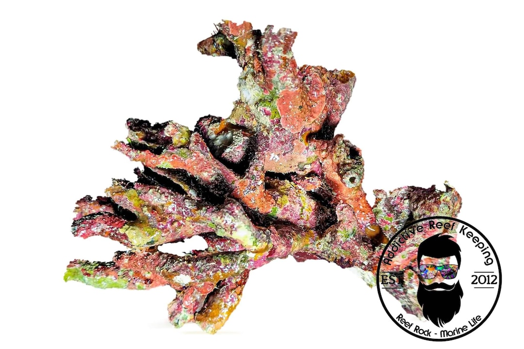 Australian LIVE Reef Rock- PICK WEIGHT - Etsy