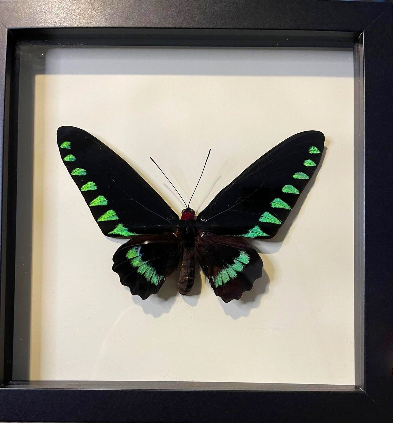 Palawan Birdwing (trogonoptera Trogana) - Etsy
