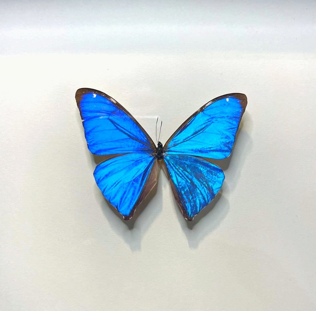 RARE Andean Sapphire Morpho (morpho Aega) - Etsy