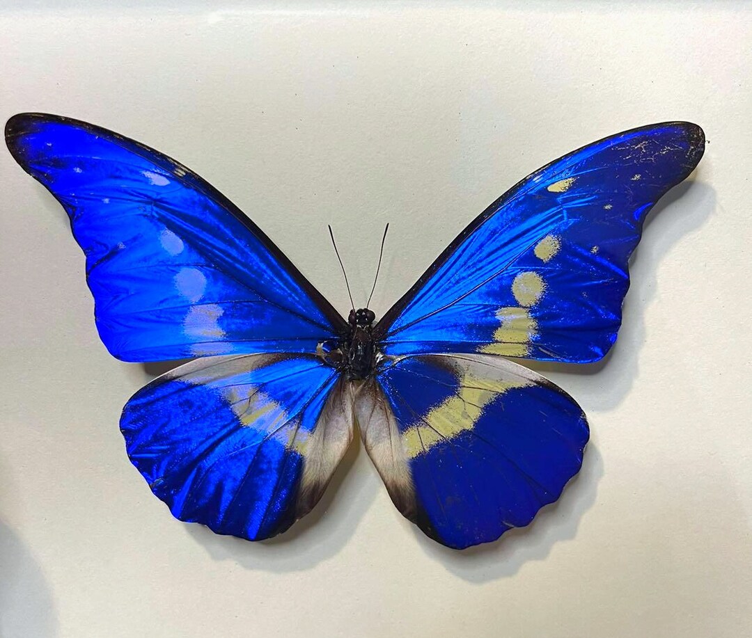 RARE Morpho Rhetenor Helena - Etsy