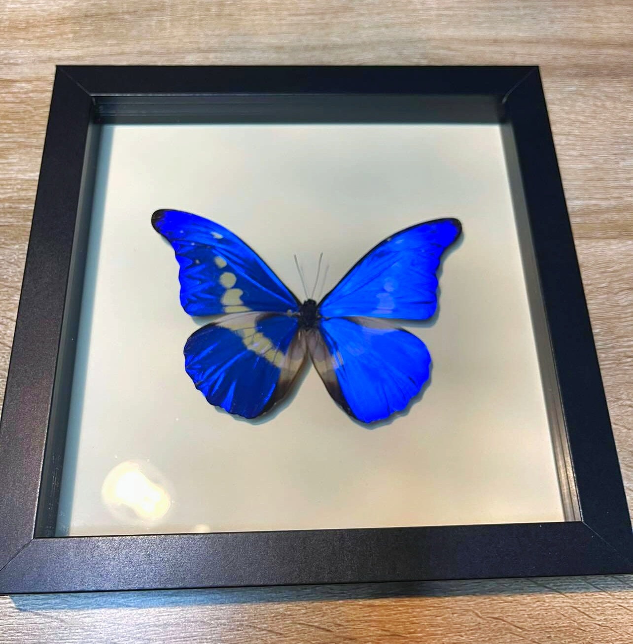 RARE Morpho Rhetenor Helena - Etsy
