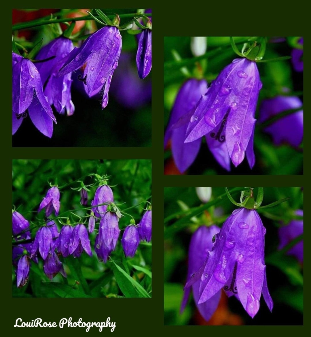 Purple Creeping Bellflower Digital Photograph - Etsy