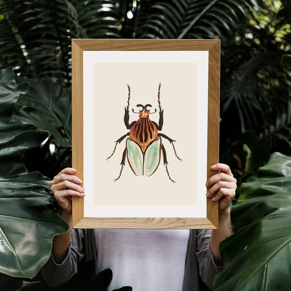 Beetle Illustration - Etsy