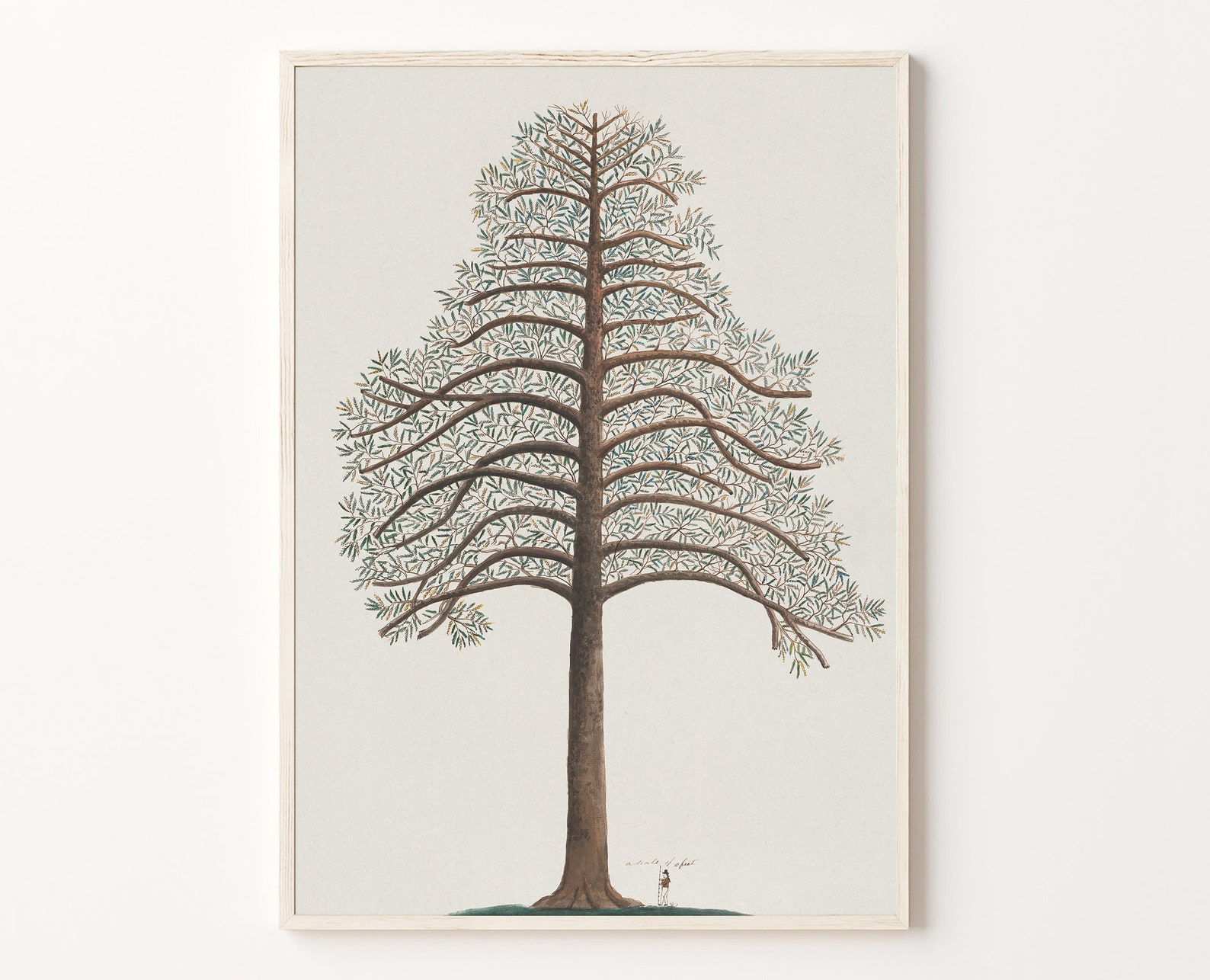 Vintage Pine Tree Illustration, Neutral Colours Botanical Wall Decor ...