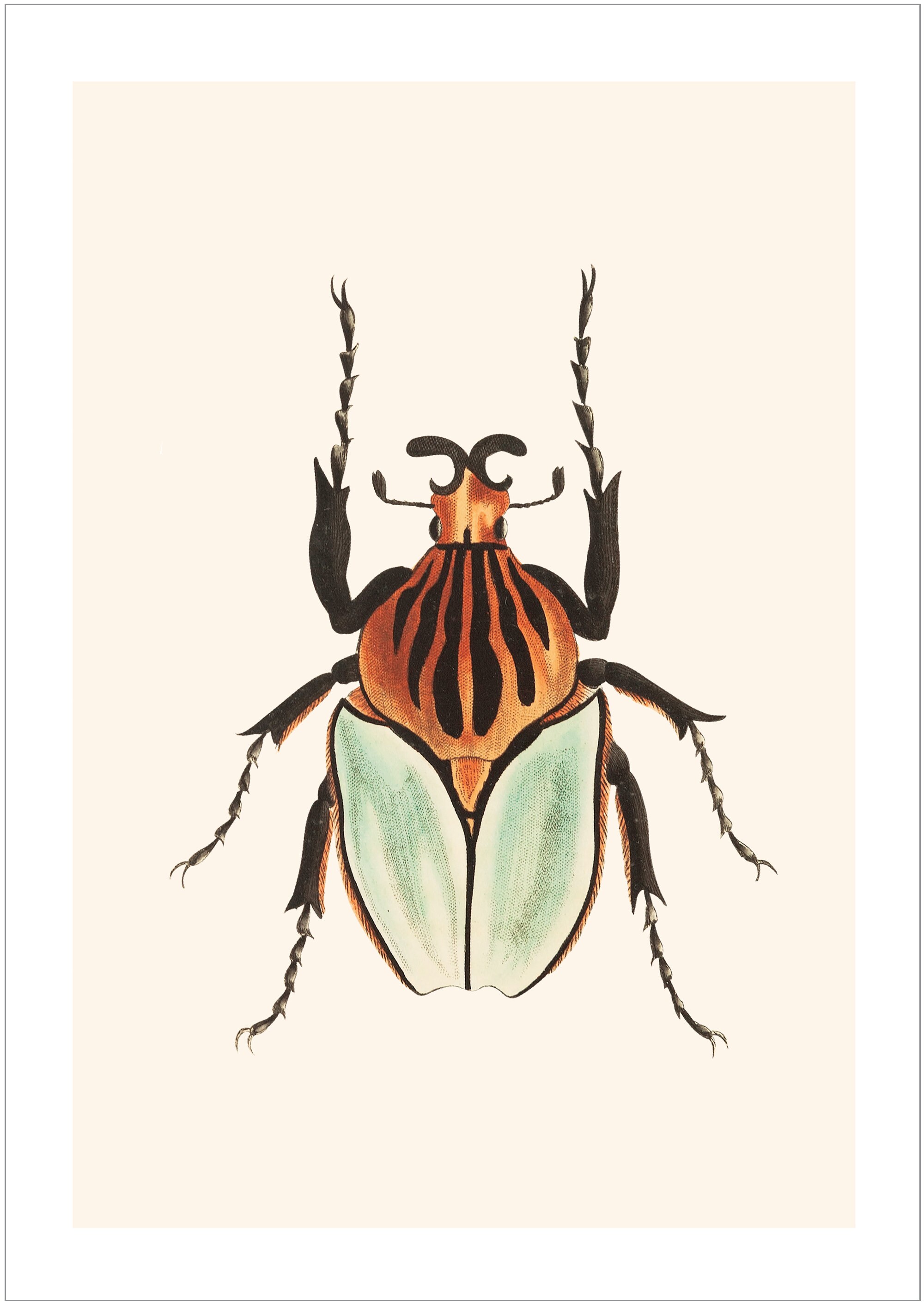 Insect Prints Set of 4 Gallery Wall Set Colorful Beetle - Etsy