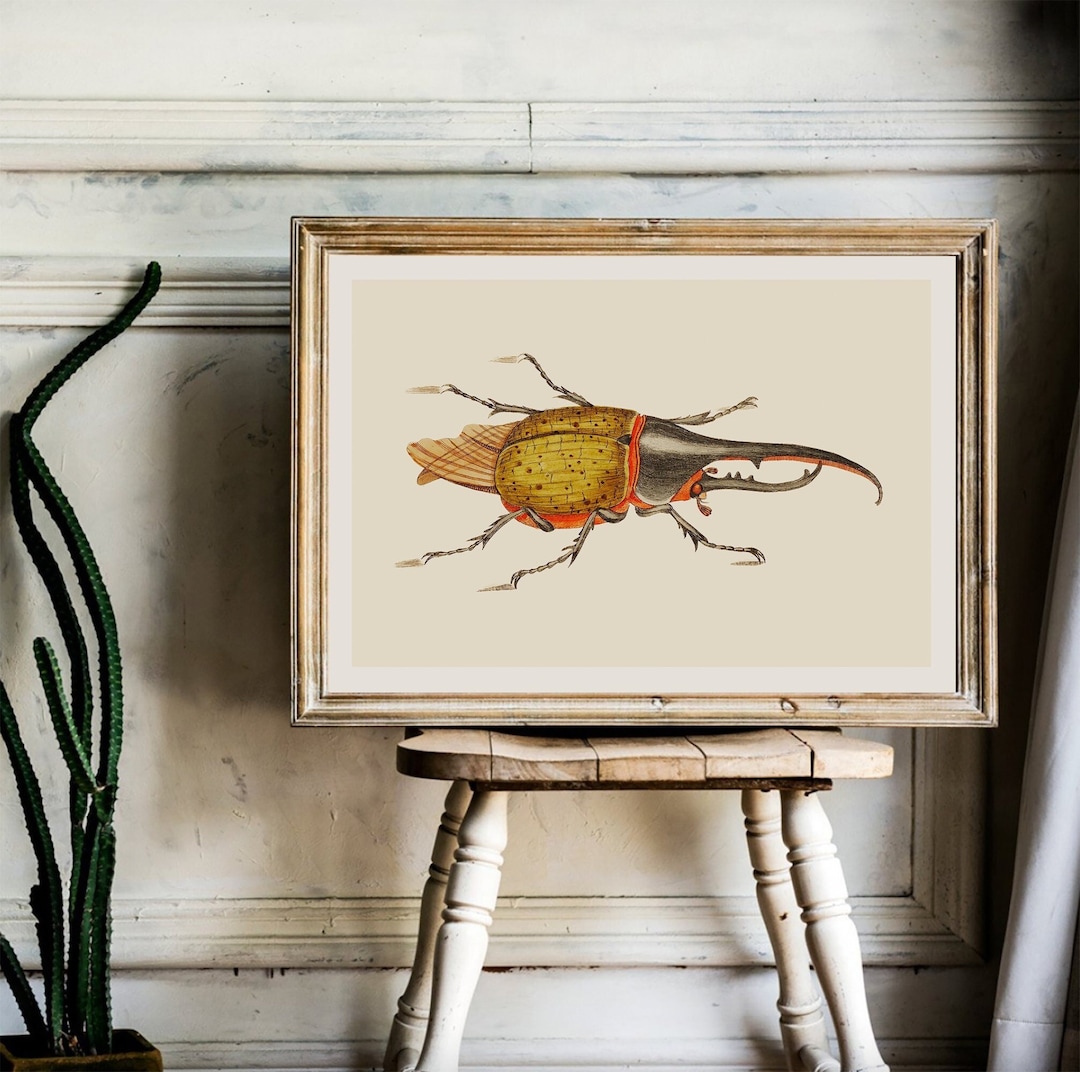 Vintage Beetle Print, Antique Bug Poster, Botanical Wall Decor ...
