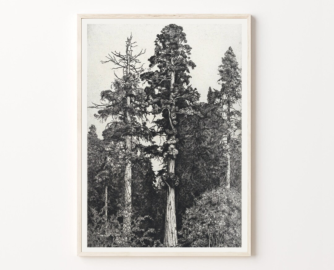 Antique Tree Lithograph, Black and White Tree Sketch, Old Forest ...