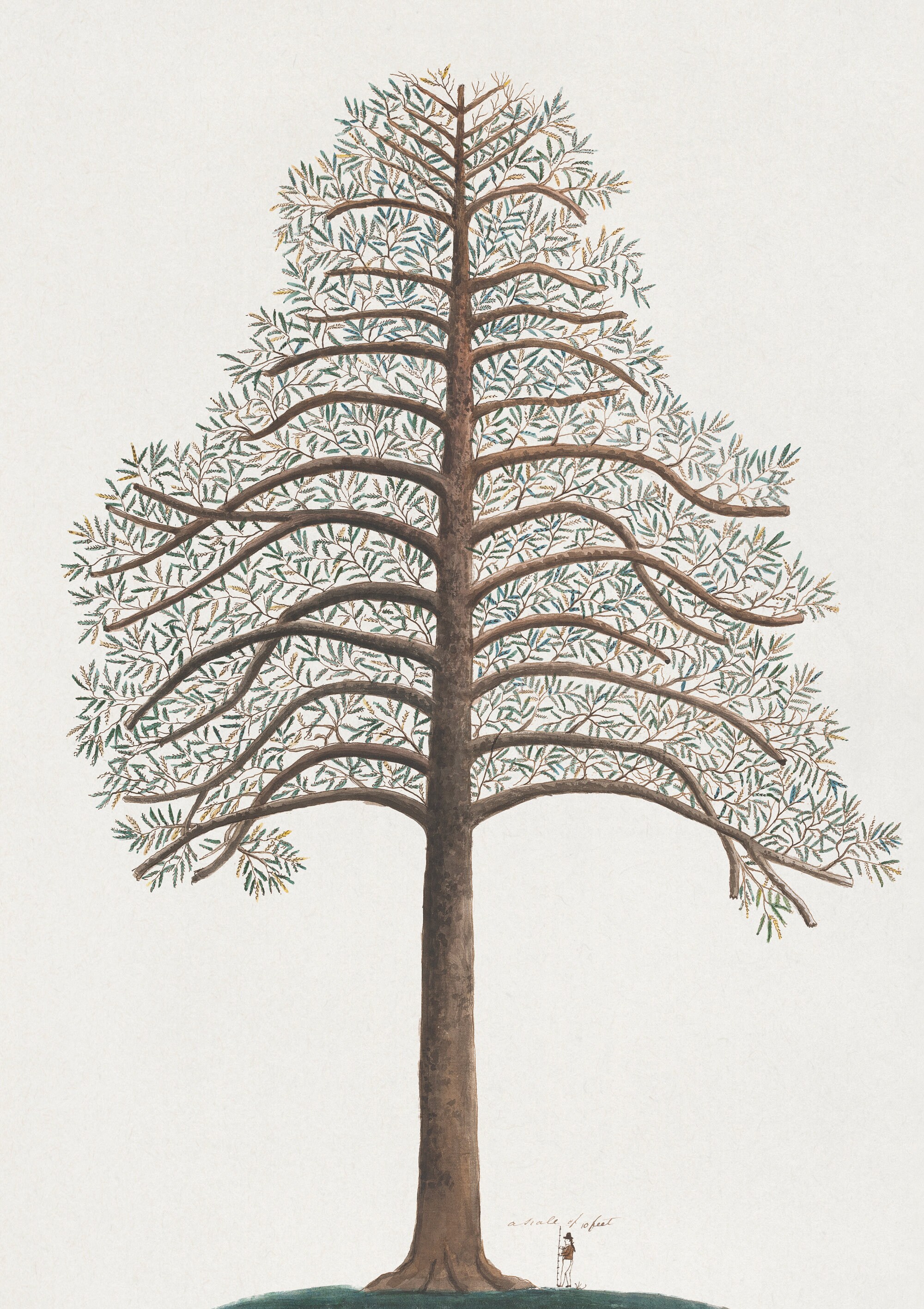 Vintage Pine Tree Illustration, Neutral Colours Botanical Wall Decor ...