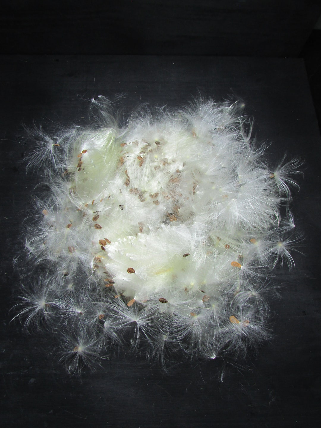 Milkweed Pods Floss With Seeds Fiber/fluff/silk Monarch Butterfly - Etsy