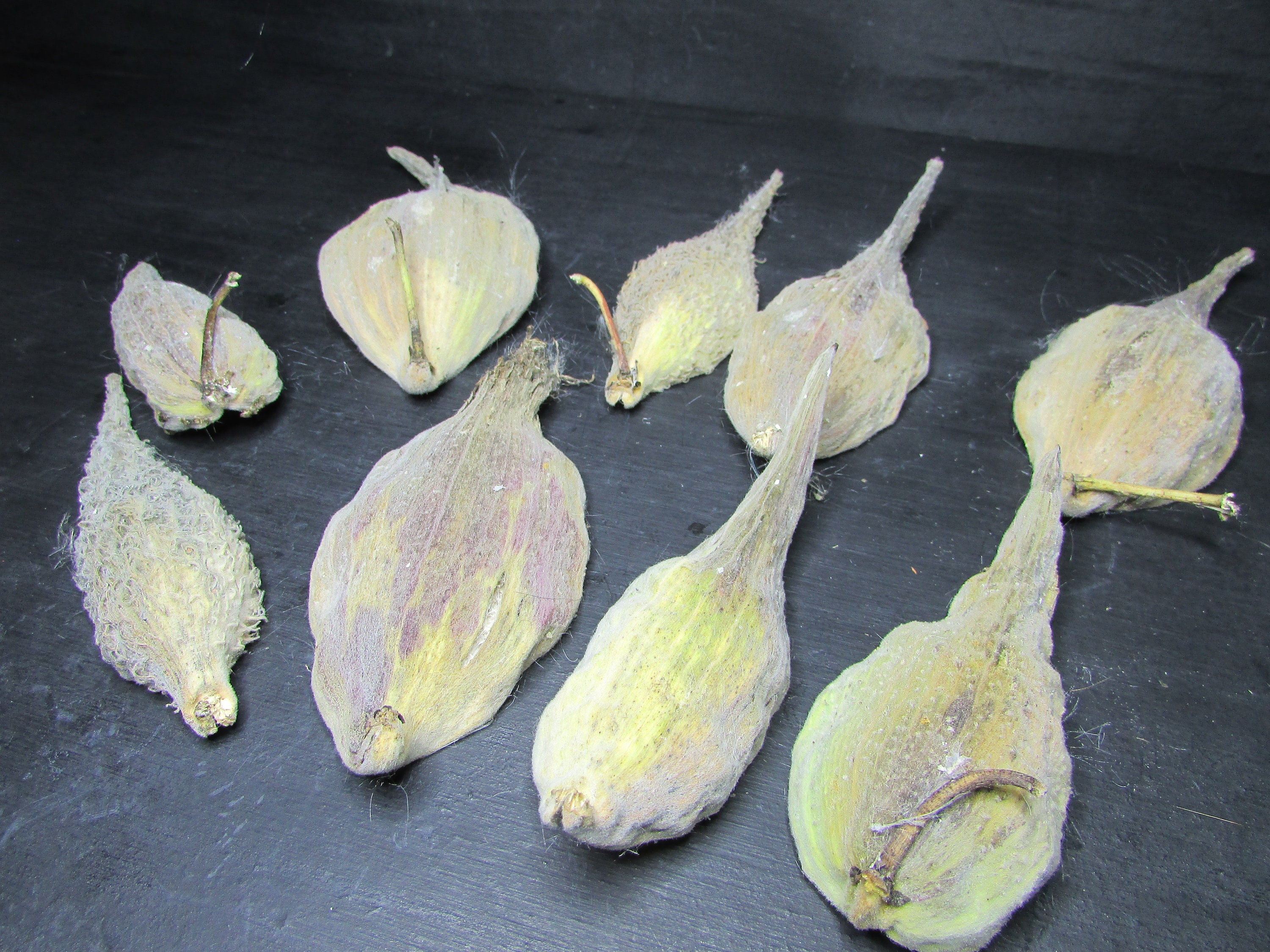 Milkweed Pods Floss With Seeds Dried, Empty Milkweed Pods Fiber/fluff ...