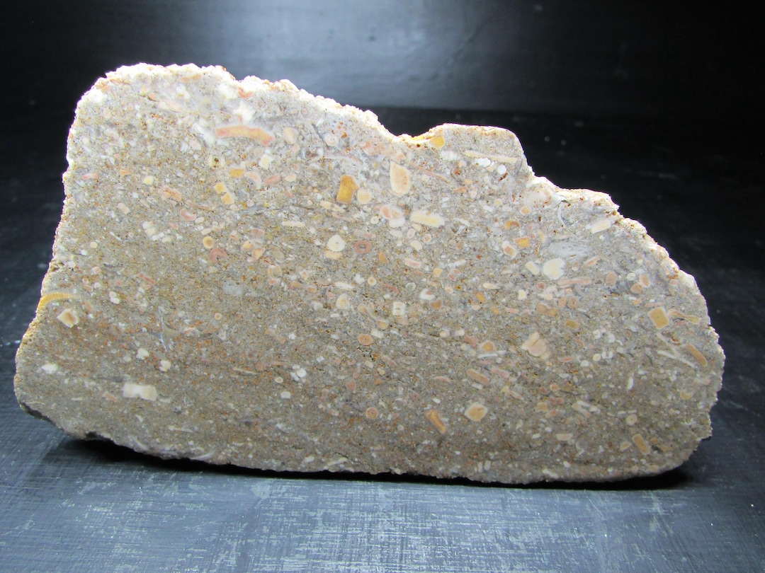 Crinoid Fossil Stone Slabs: Michigan Cut Stone Lot - Etsy