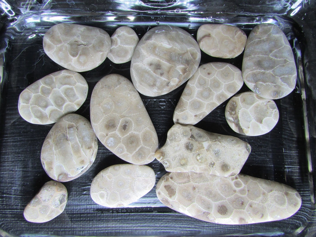 Petoskey Stone Collectionmulti-piece Michigan Stone Setrock Collection ...