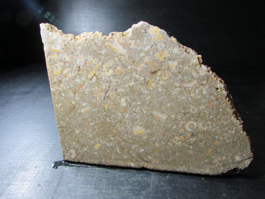 Crinoid Stone Slabs︱fossil Soup︱michigan Stone Lot | Cut Stone - Etsy