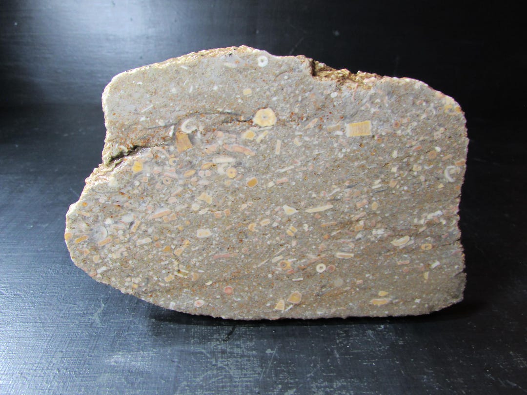 Crinoid Fossil Stone Slabs: Michigan Cut Stone Lot - Etsy