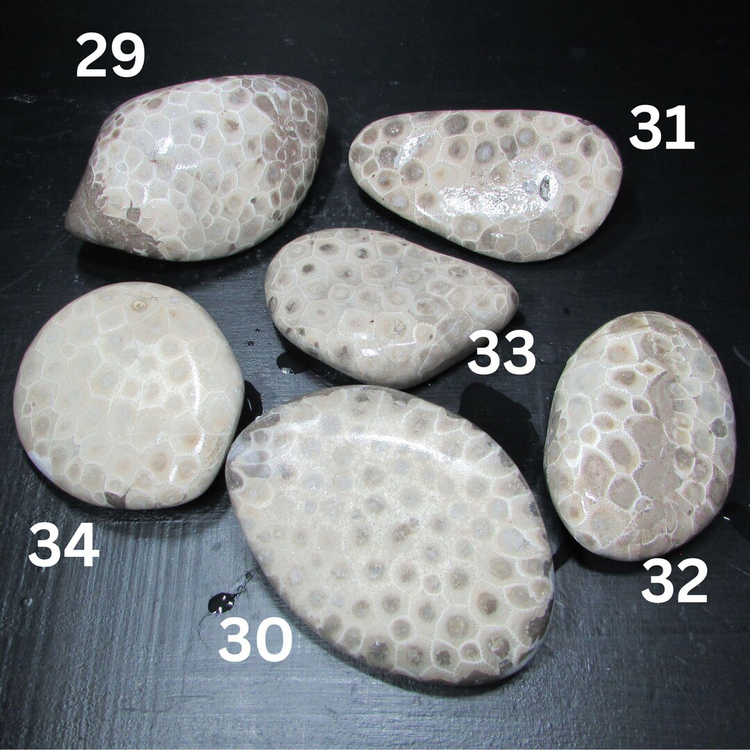 Rough Tumbled Petoskey Stone Options︱unpolished Michigan Fossils︱coral ...
