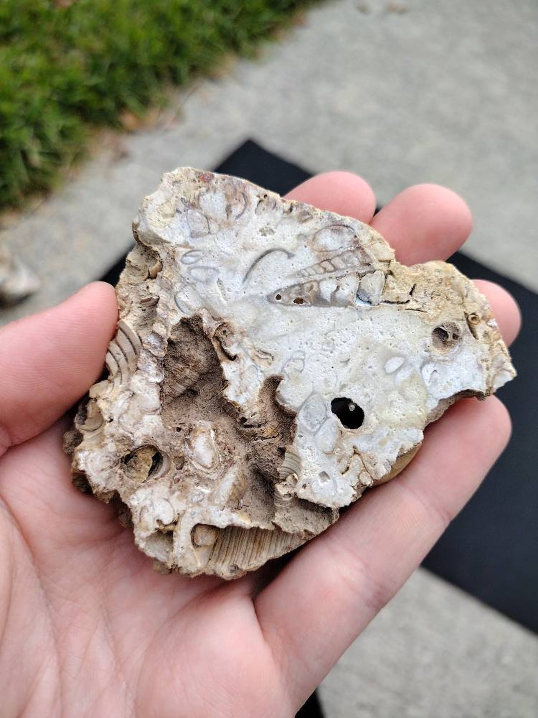 Fossil Specimen Slab Unique Genuine Withlacoochee River - Etsy