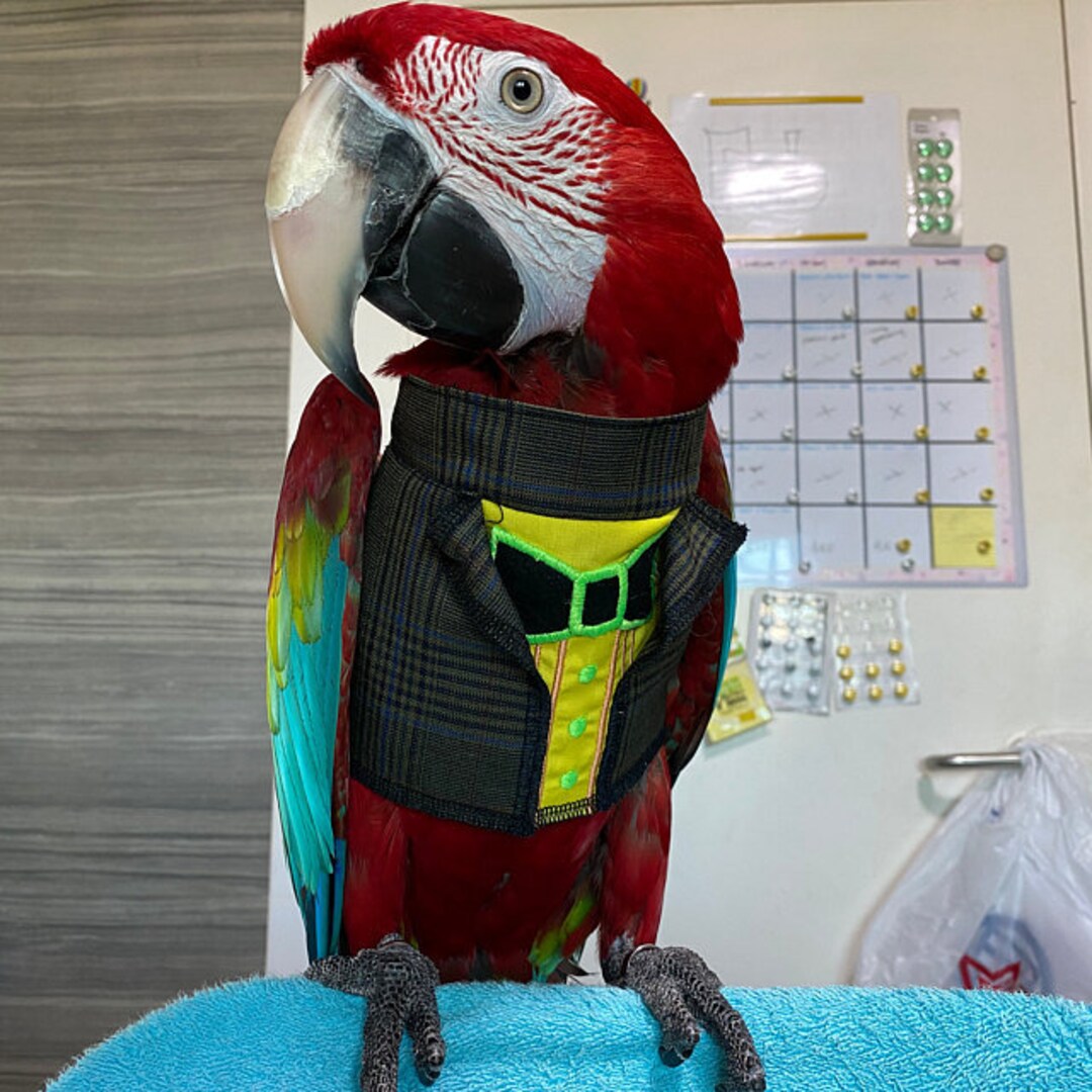 Dress to Impress Hooded Tuxedo Birds/parrot Clothing - Etsy