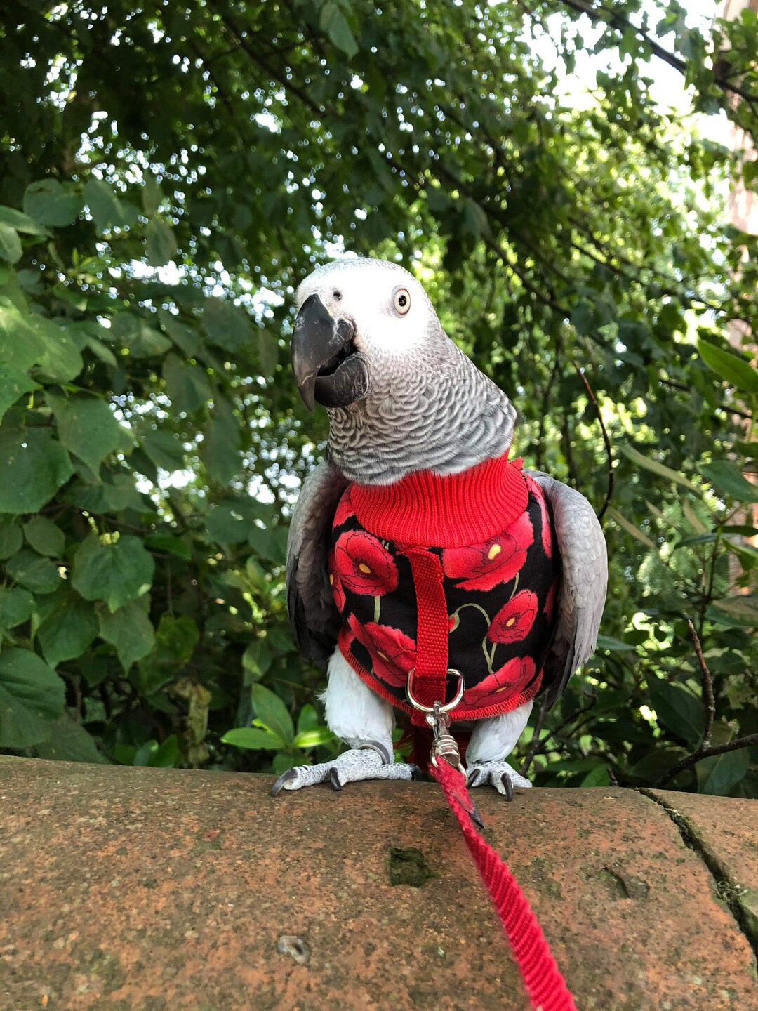 Poppies HARNESS JACKET Parrot Hoody Bird/parrot Clothing, Bespoke ...