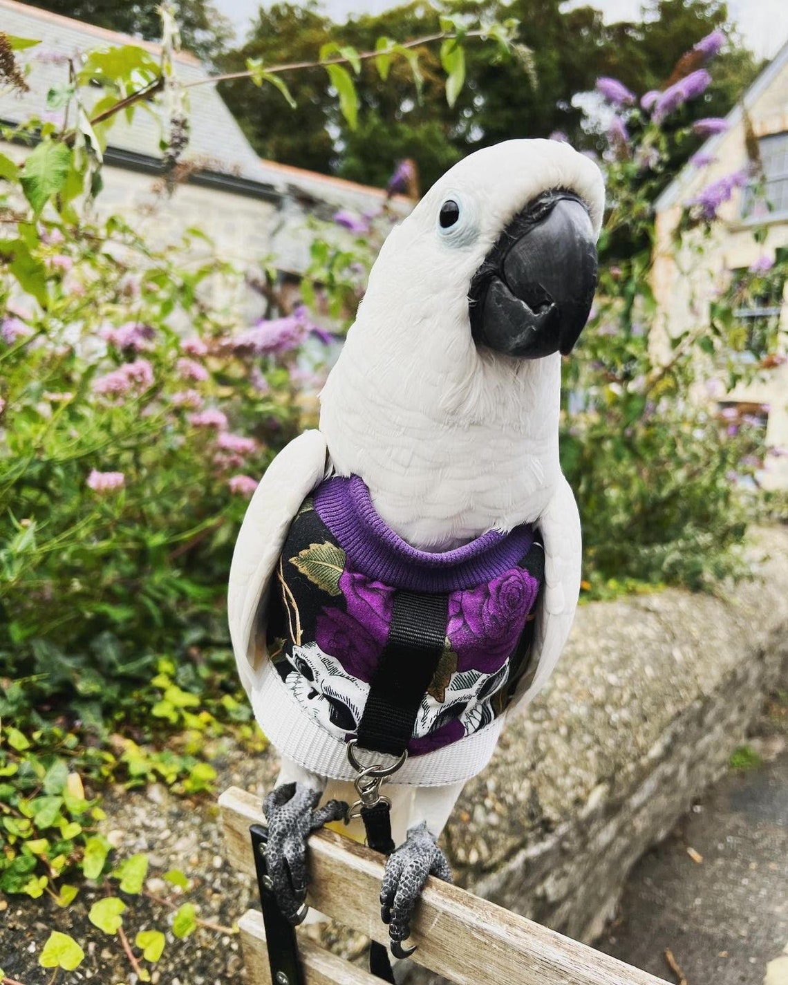 Phantom HARNESS JACKET Parrot Hoody Bird/parrot Clothing - Etsy