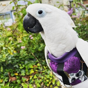Phantom HARNESS JACKET Parrot Hoody Bird/parrot Clothing, Bespoke ...