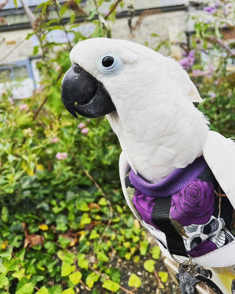 Phantom HARNESS JACKET Parrot Hoody Bird/parrot Clothing - Etsy