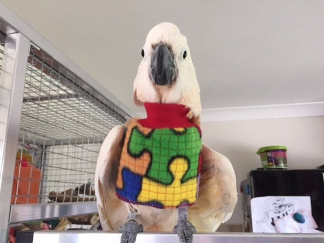 Jigsaw Awareness Feather Protector for Plucking Parrots/birds ...