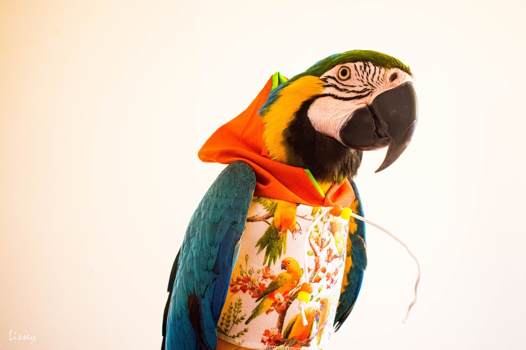 Tango Birds Parrot Hoody Bird/parrot Clothing Bespoke - Etsy