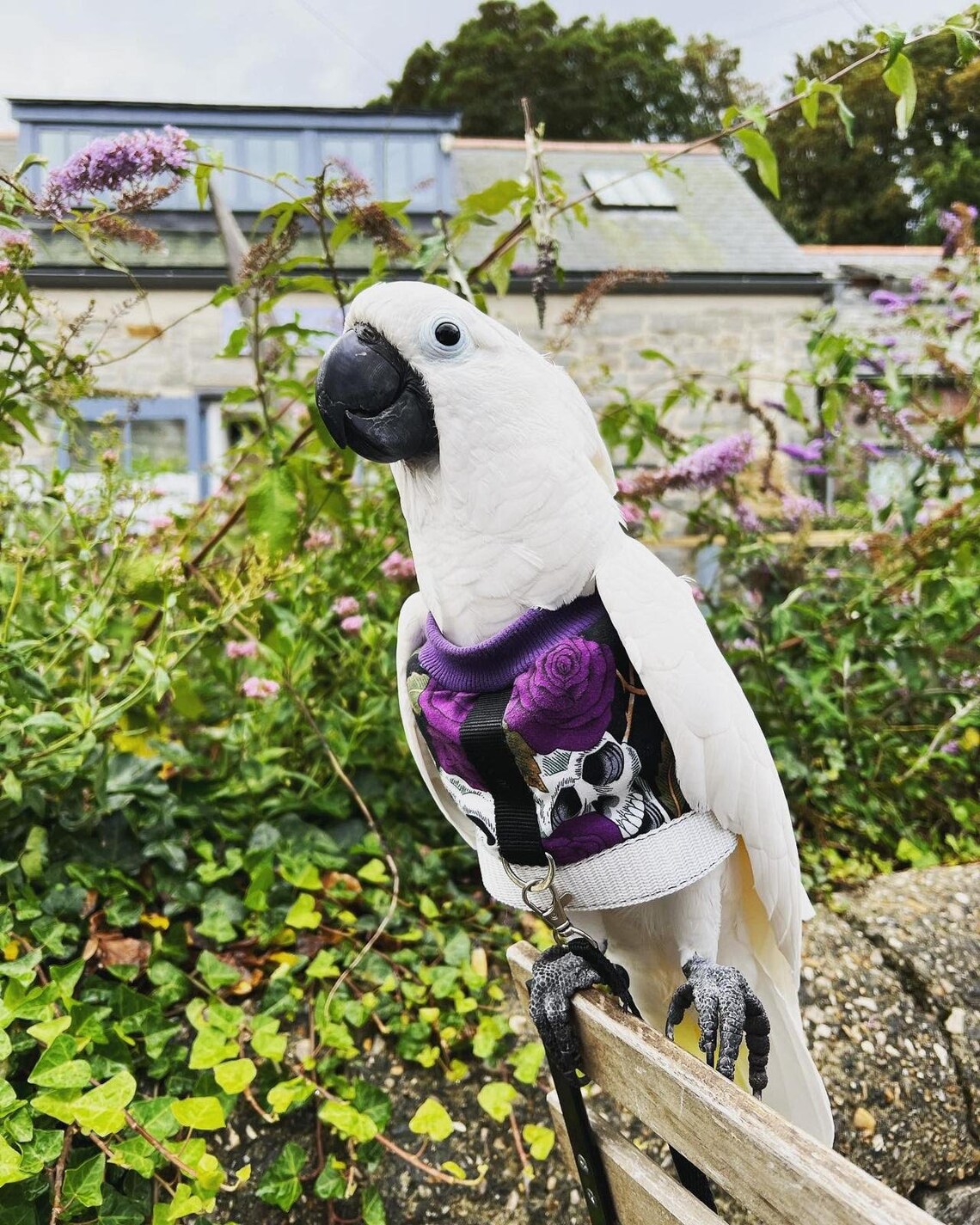 Phantom HARNESS JACKET Parrot Hoody Bird/parrot Clothing - Etsy