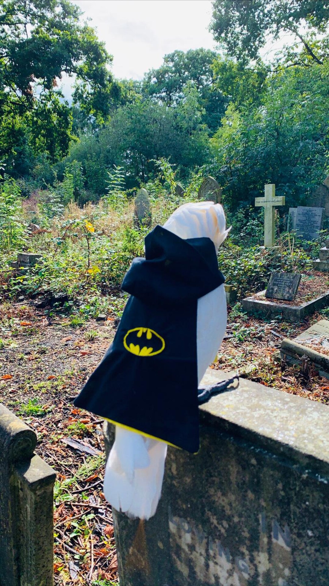 DELUXE Batman Hoody With Cape Babesinthehood Parrot Hoodies. NOTE: D ...