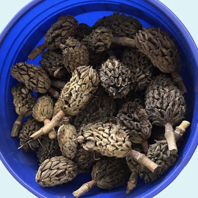 Tree Seed Pods - Etsy