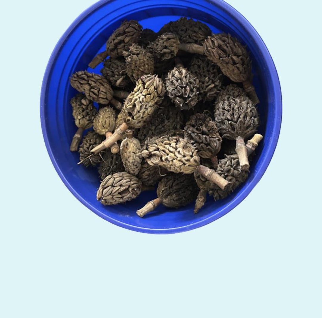 Southern Magnolia Seed Pods • Magnolia Cones • Set of 12 • Use in ...