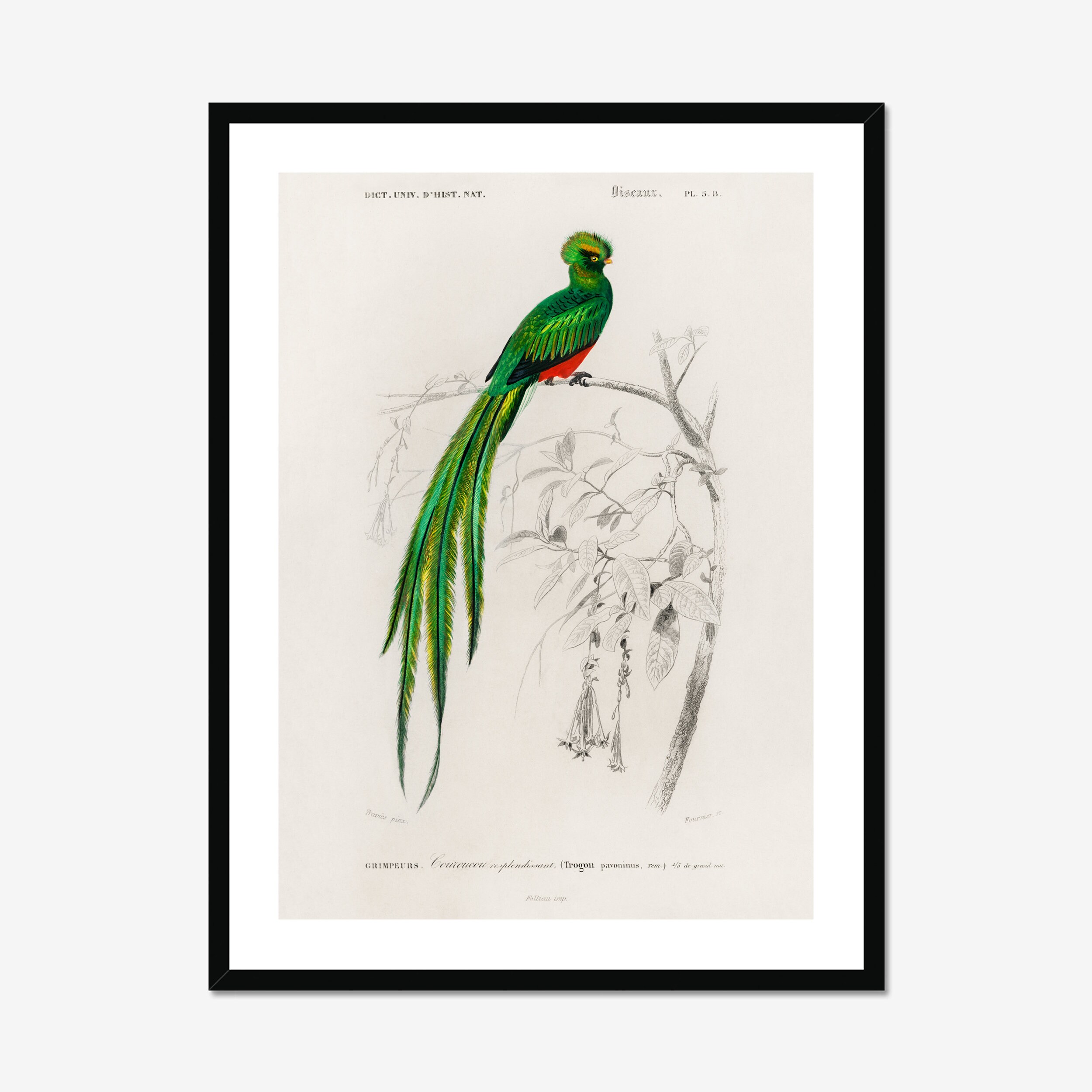Quetzal Flying Drawing