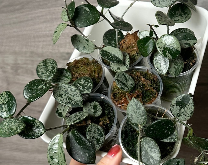 Hoya Mathilde Splash - Etsy