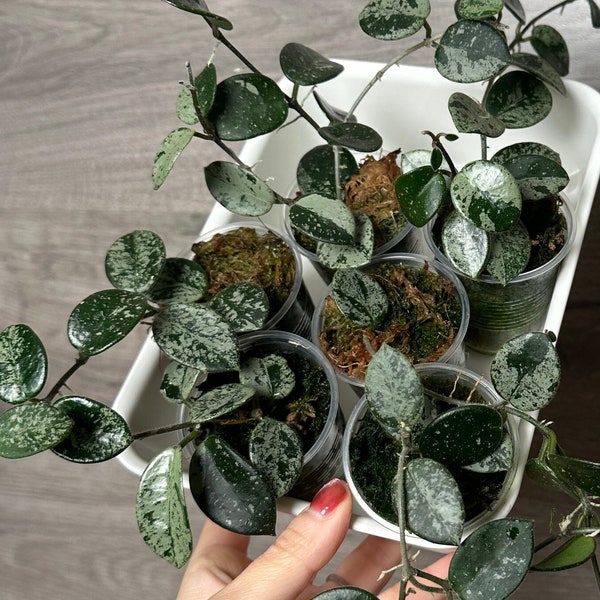 Hoya Mathilde - Etsy