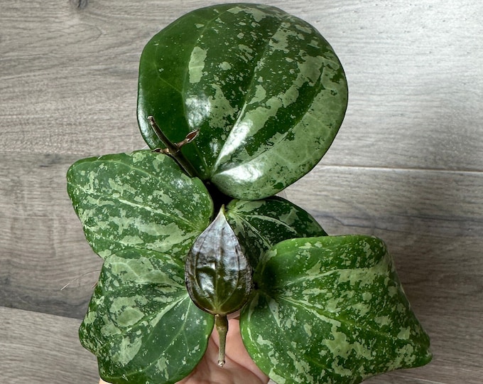 Hoya Latifolia Snow Queen Splash Very RARE Super HIGH Silver Fully ...