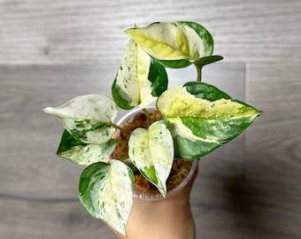 Epipremnum Aureum japanese Global Pothos Fully Rooted Extremely Rare ...