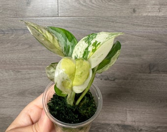 Epipremnum Aureum japanese Global Pothos Fully Rooted - Etsy